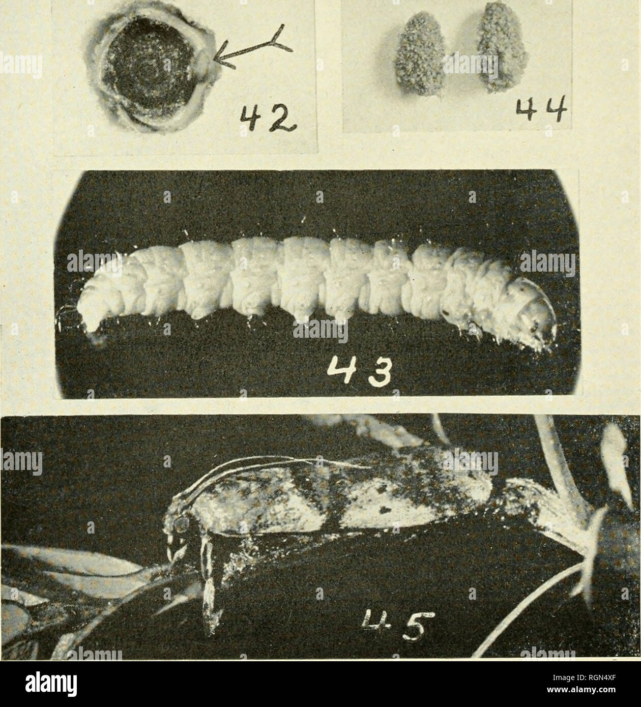 Insect husks hi-res stock photography and images - Alamy