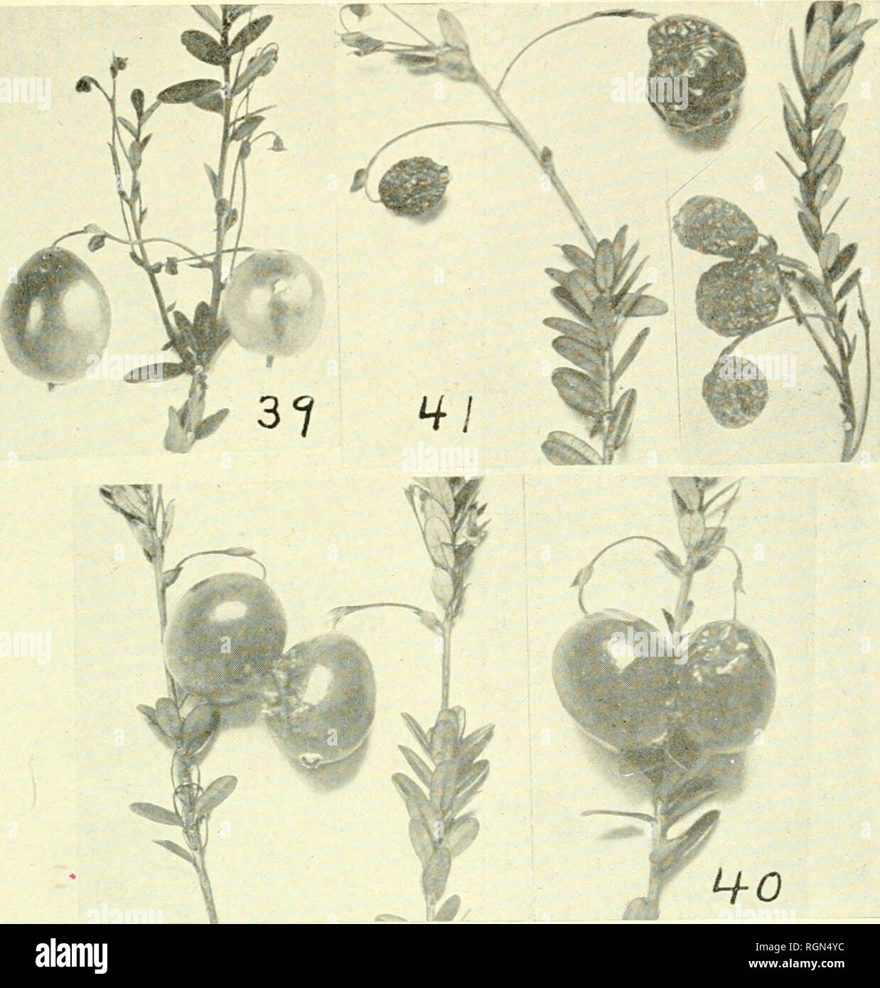 Cranberry fruitworm hi-res stock photography and images - Alamy