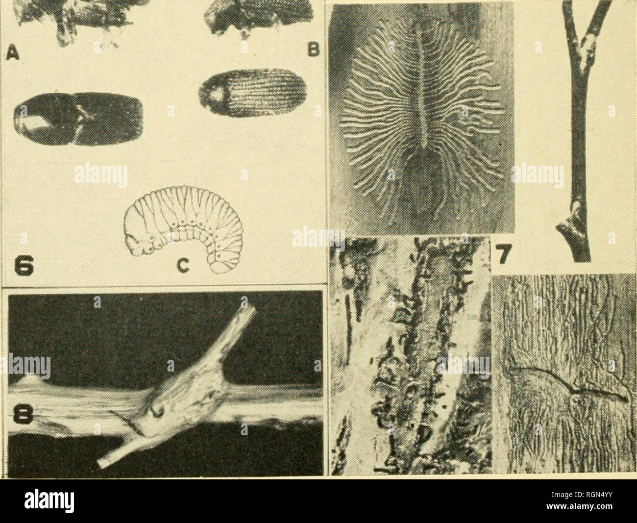 . Bulletin - Massachusetts Agricultural Experiment Station. Agriculture ...