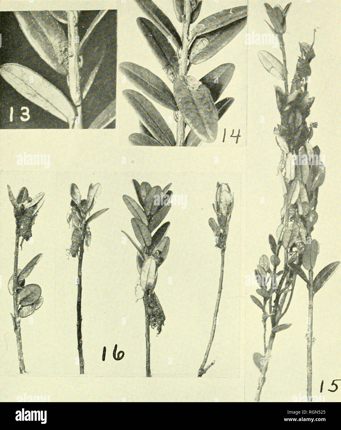 . Bulletin - Massachusetts Agricultural Experiment Station. Agriculture ...