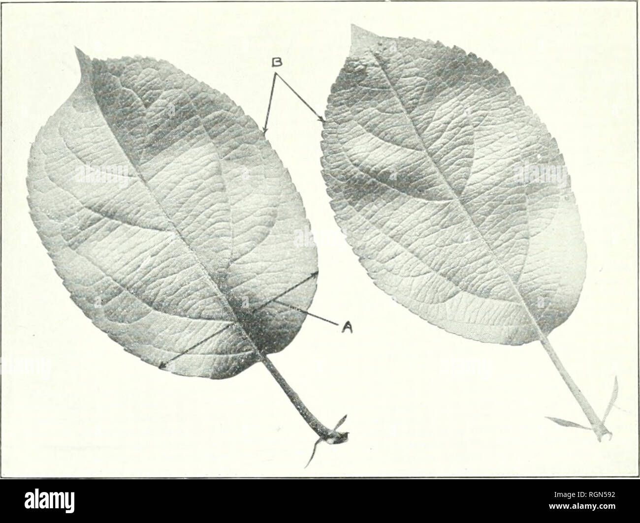 Apple tree shoots base hi-res stock photography and images - Alamy