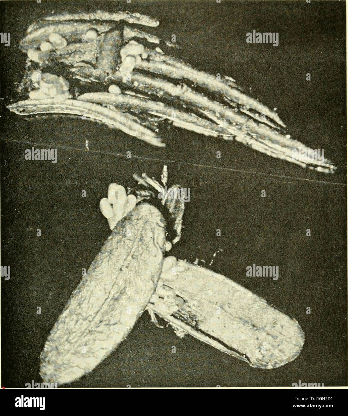 Bog worm hi-res stock photography and images - Alamy