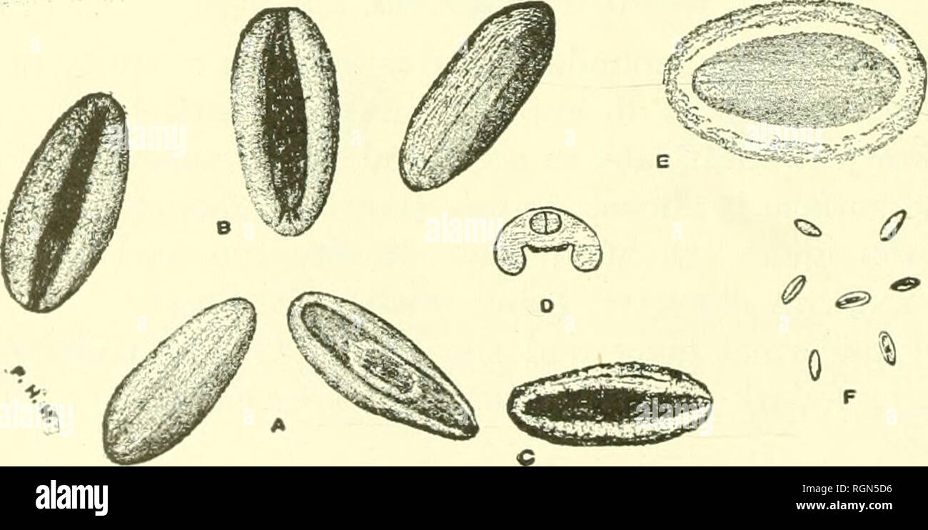 Lens shaped seeds hi-res stock photography and images - Alamy