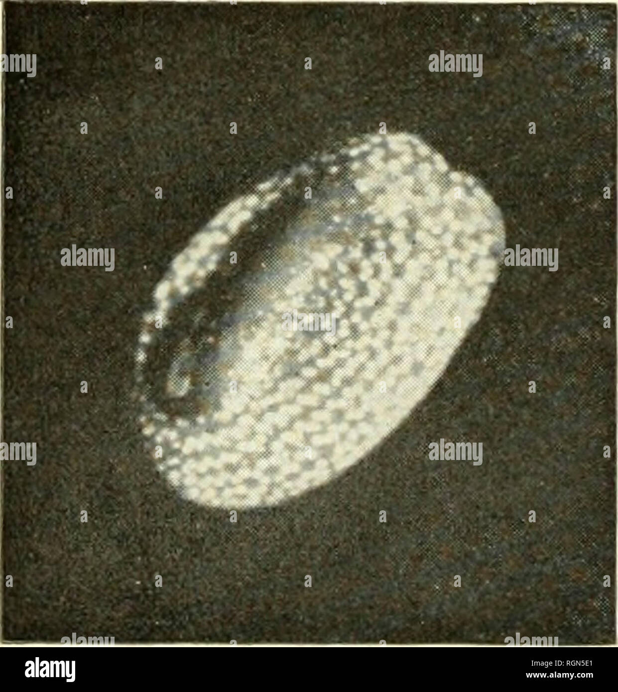 Cranberry spanworm moth hi-res stock photography and images - Alamy