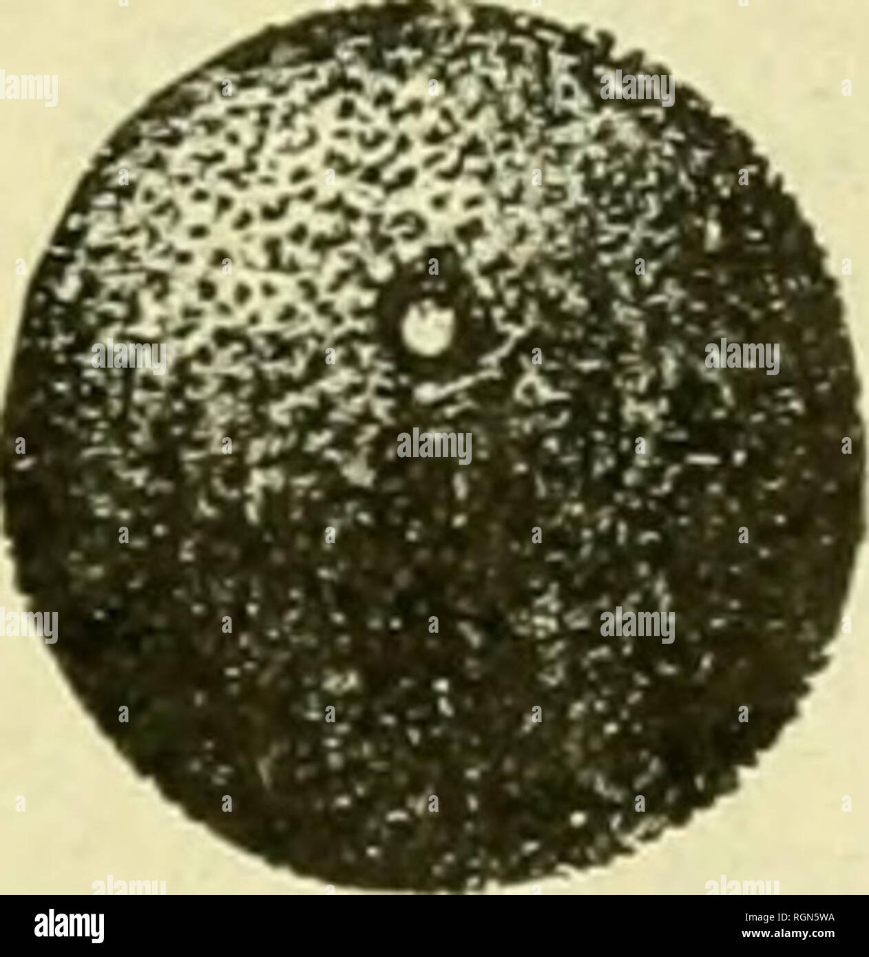 Elongated seed characteristic hi-res stock photography and images - Alamy