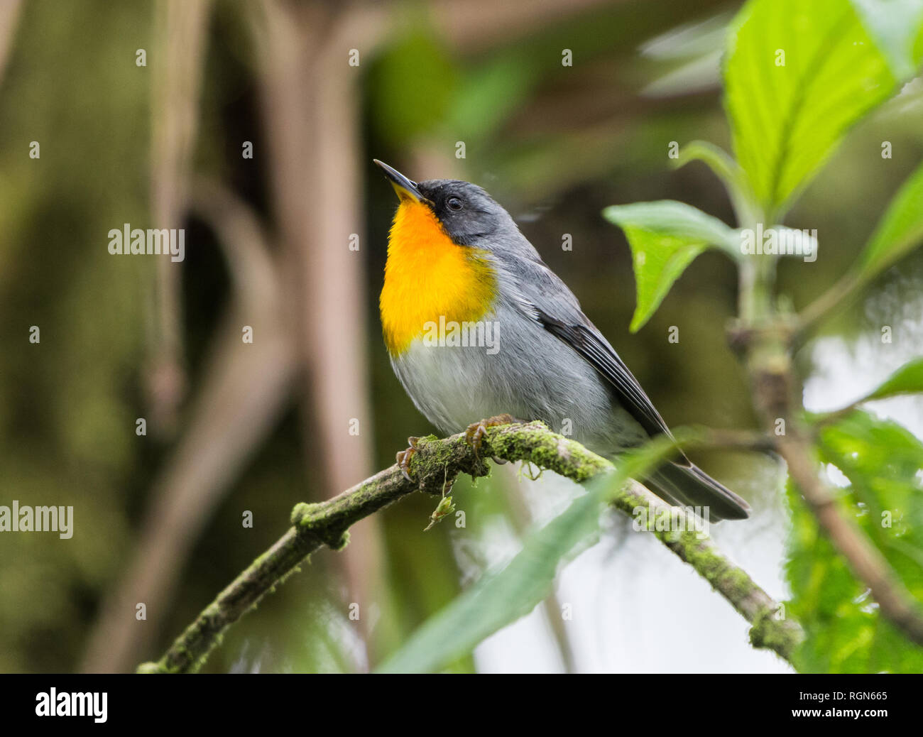 Flame-throated Warbler (Oreothlypis gutturalis). Costa Rica, Central ...