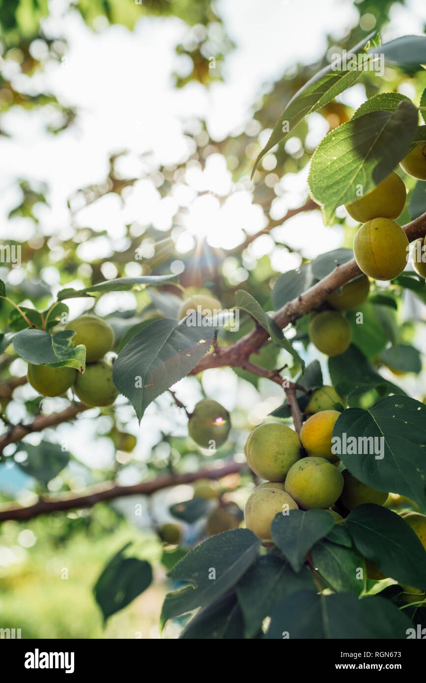 Fruit tree against the sun Stock Photo - Alamy