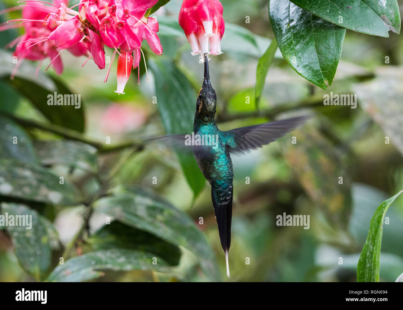 A Green Hermit (Phaethornis guy) hummingbird feeding on pink flowers ...