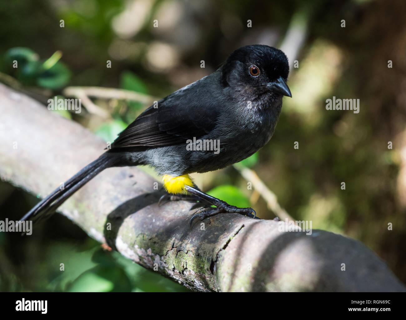 Black and yellow finch hi-res stock photography and images - Alamy