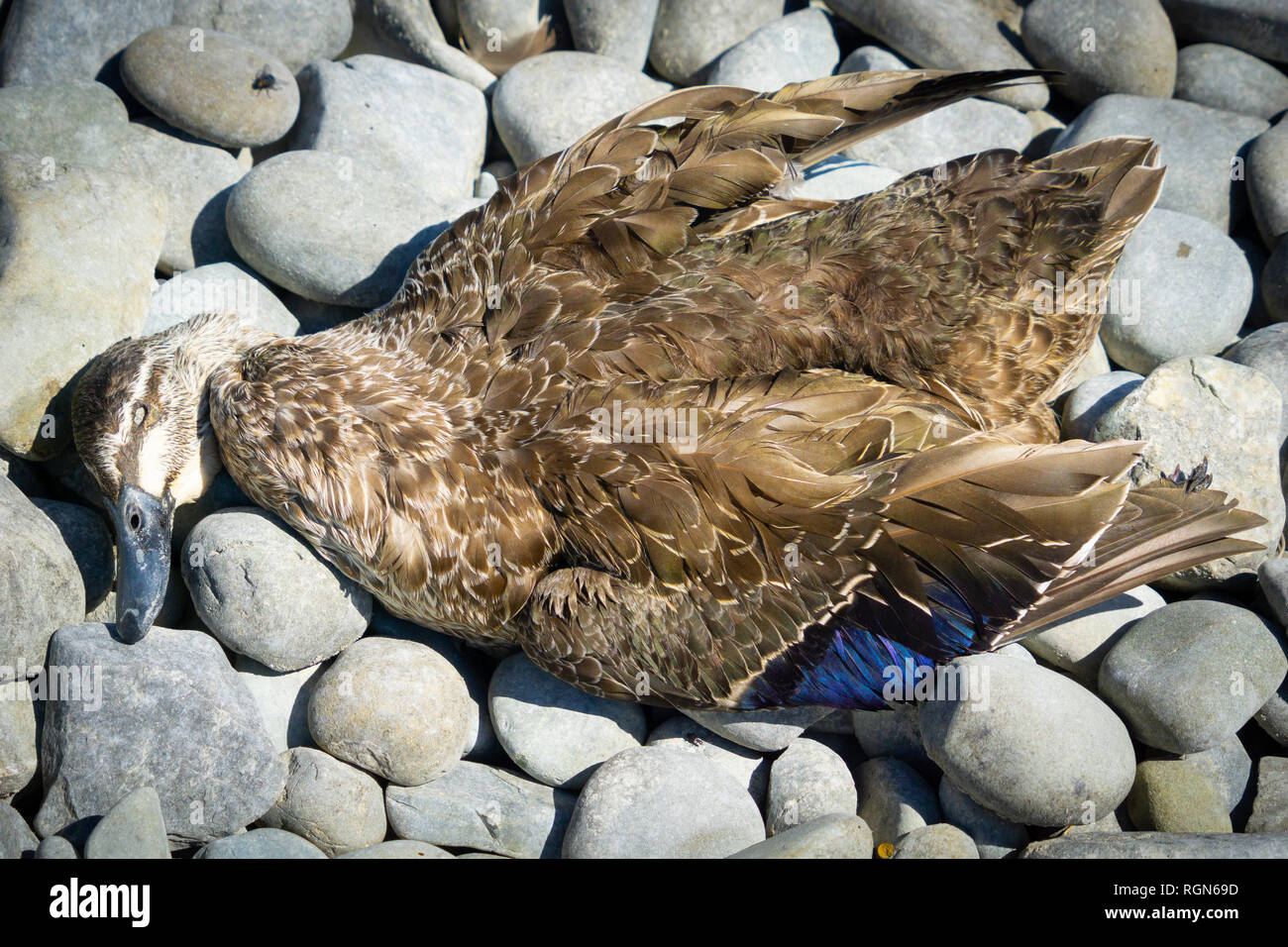 Dead duck hi-res stock photography and images - Alamy