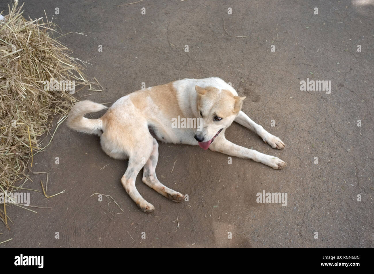 Dog relaxing on the ground Stock Photo - Alamy