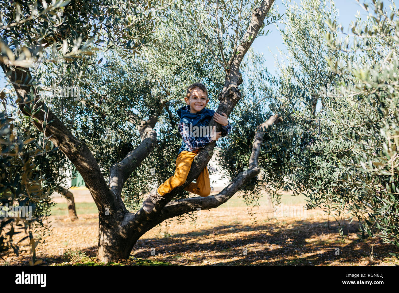 Happy boy playing in an olive tree Stock Photo - Alamy