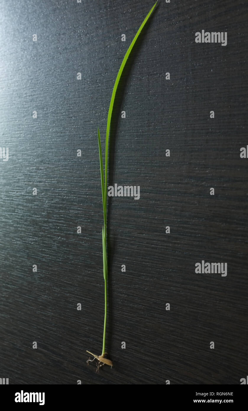 Rice seedling soil hi-res stock photography and images - Alamy