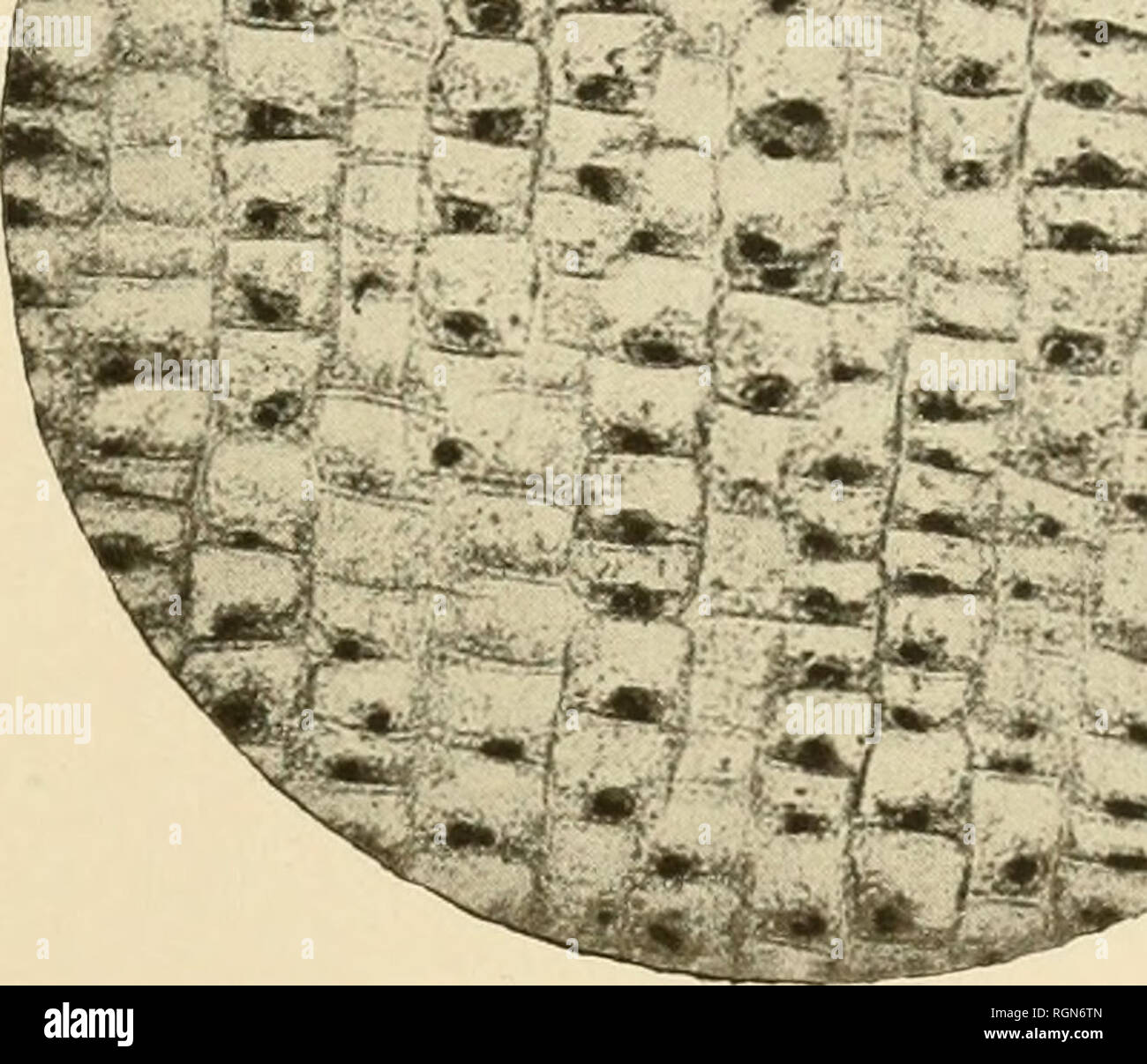 Phragmoplaste hi-res stock photography and images - Alamy