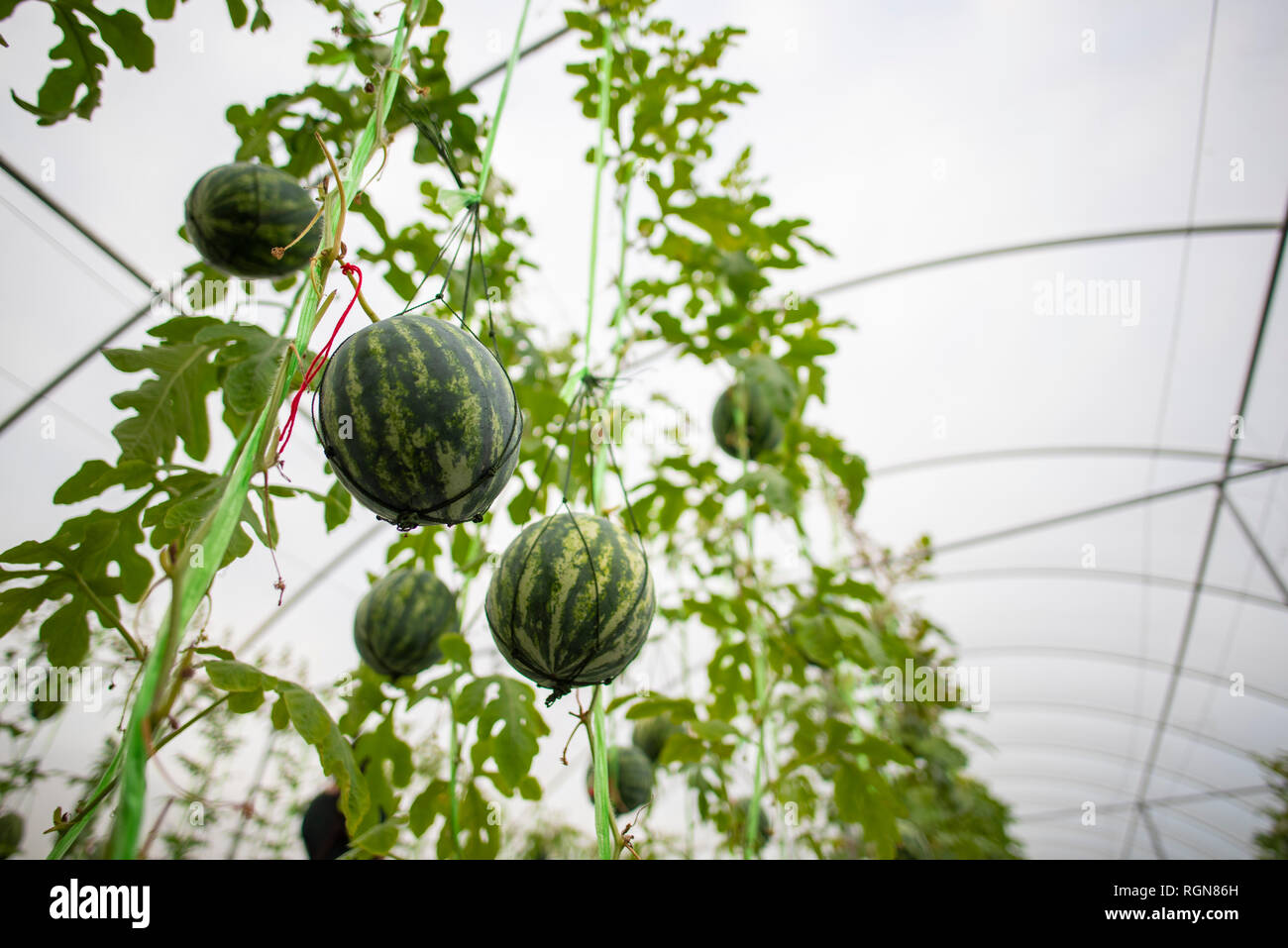 Watermelon field house hi-res stock photography and images - Alamy