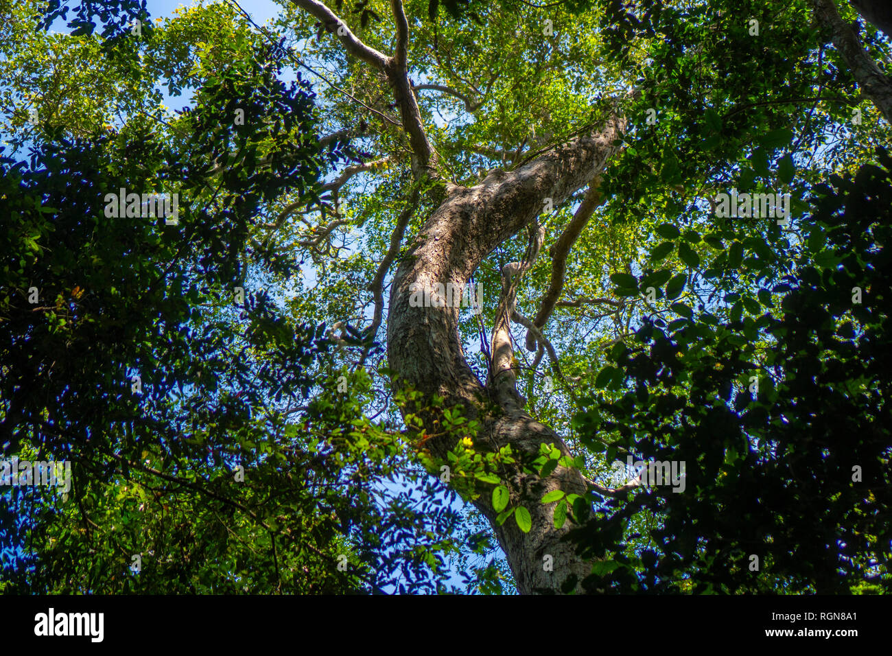 Big tree in tropical forest, nature scene Stock Photo - Alamy