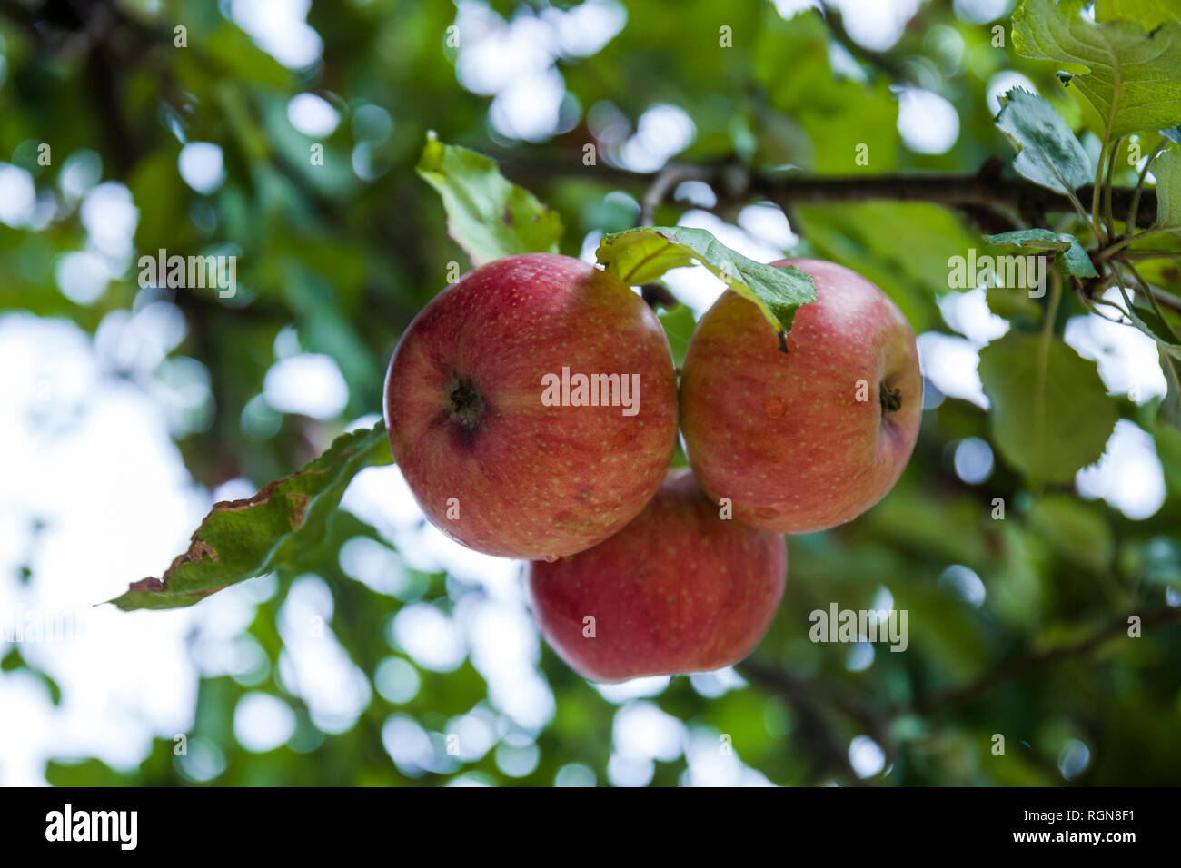 Apples growing on a tree Stock Photo - Alamy