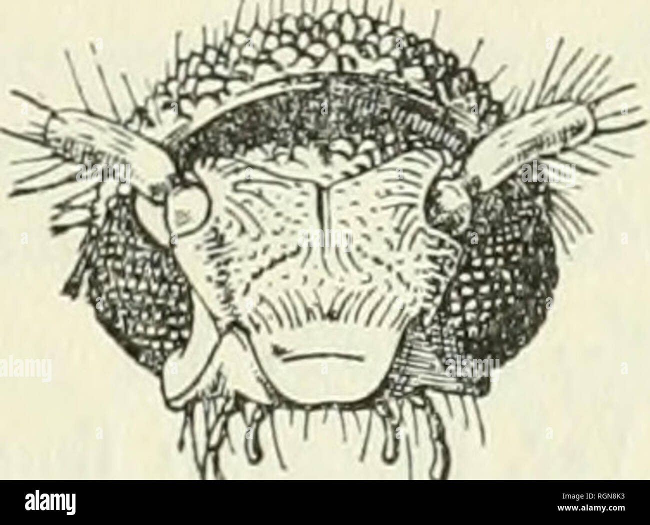 Achryson hi-res stock photography and images - Alamy