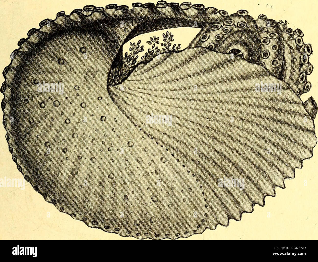 Fossiles ammonites hi-res stock photography and images - Alamy