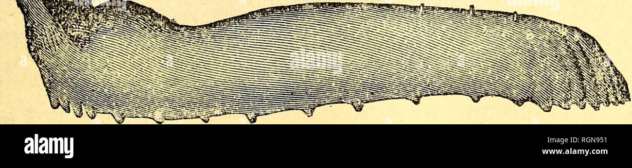 Holothurie hi-res stock photography and images - Alamy