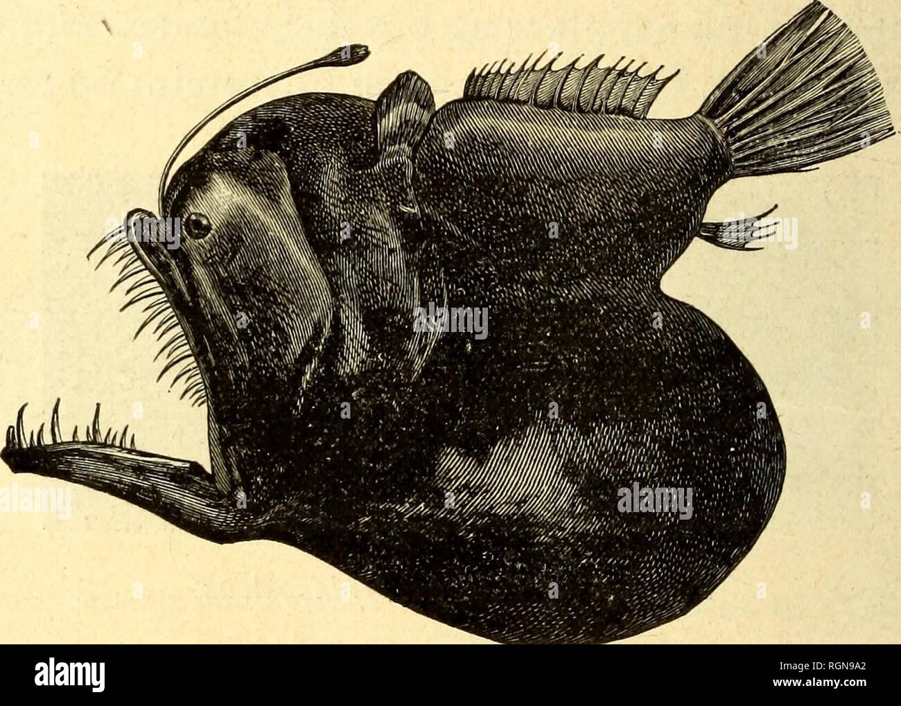 . Bulletin du MusÃ©e ocÃ©anographique de Monaco. Ocean. â 108 â Je vous ...