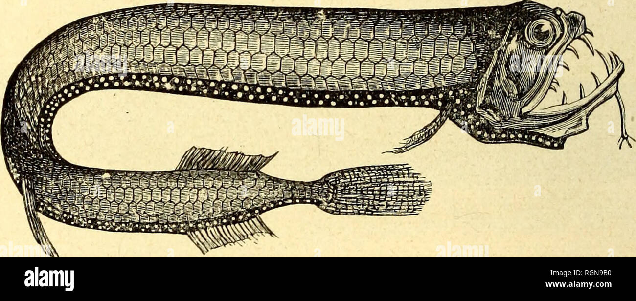 . Bulletin du MusÃ©e ocÃ©anographique de Monaco. Ocean. â io6 â qu'un ...