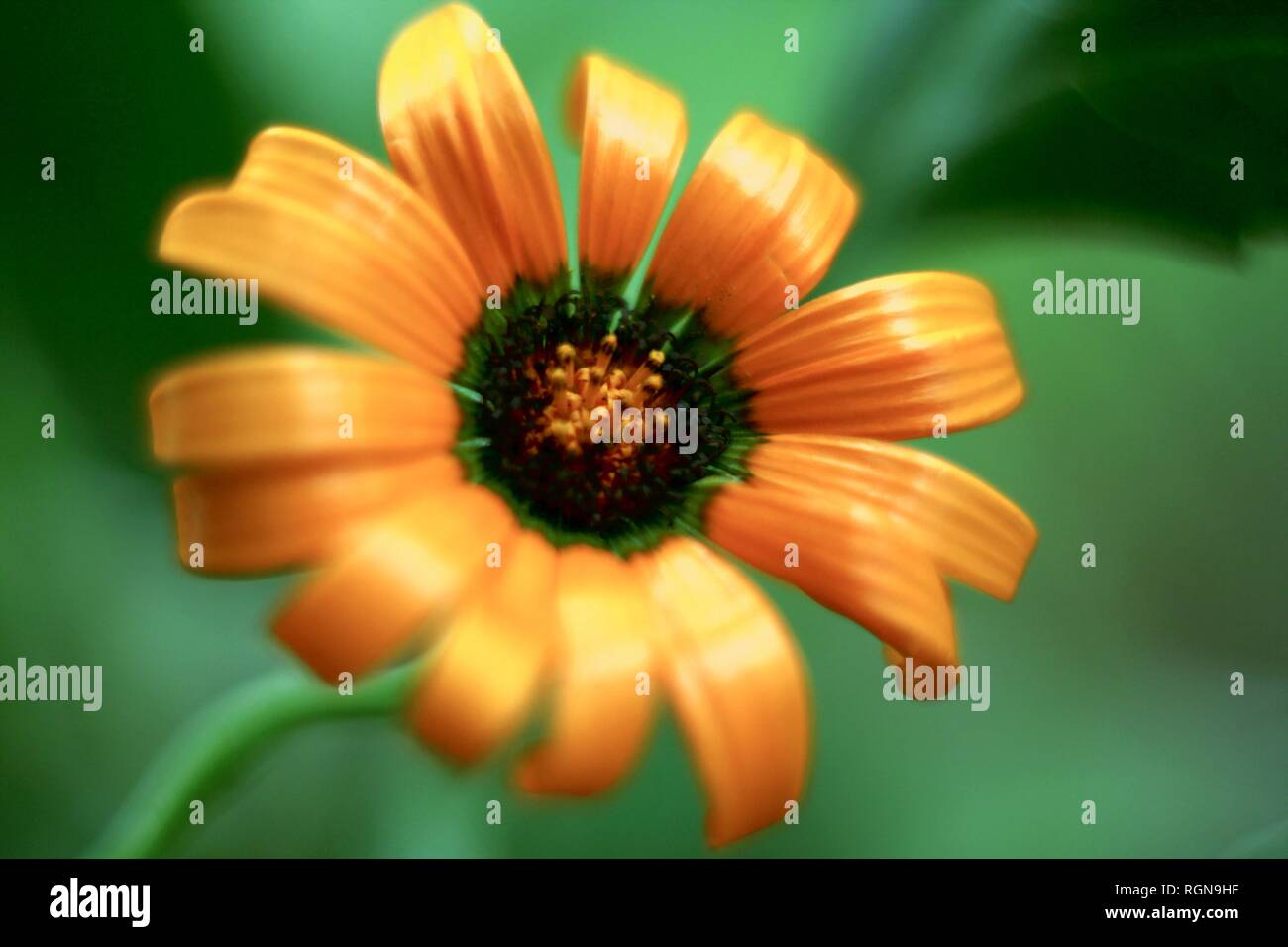 Orange flower of dimorphoteca. Closeup of African Daisy, Asteraceae ...