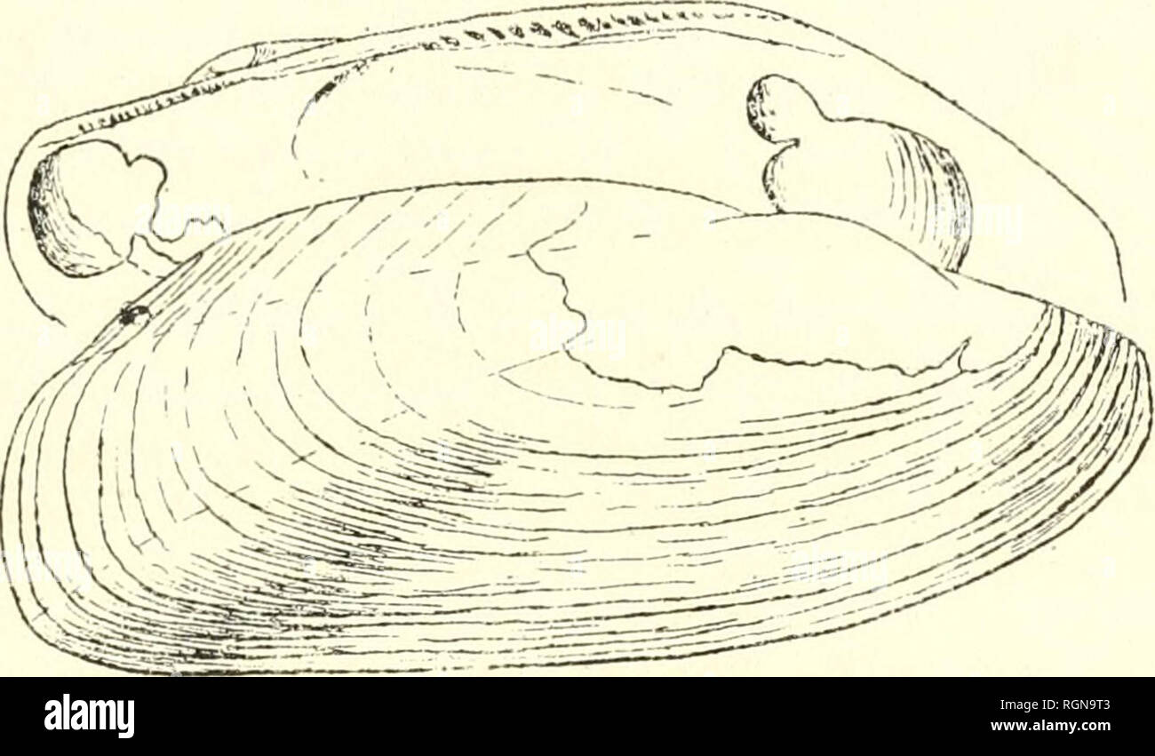 Cameronia hi-res stock photography and images - Alamy