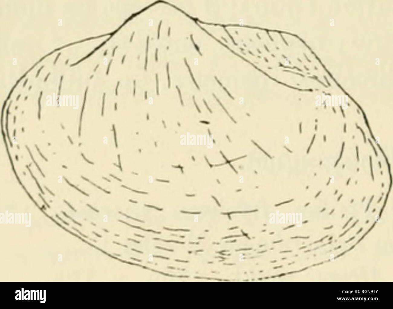 Conchol hi-res stock photography and images - Alamy