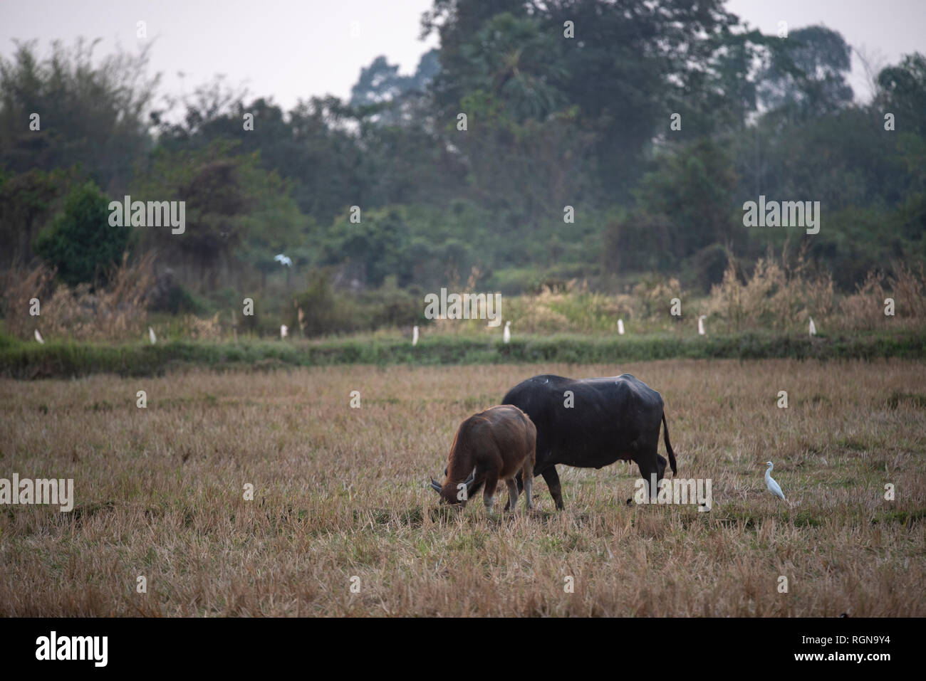water buffalo, farm animals Stock Photo - Alamy