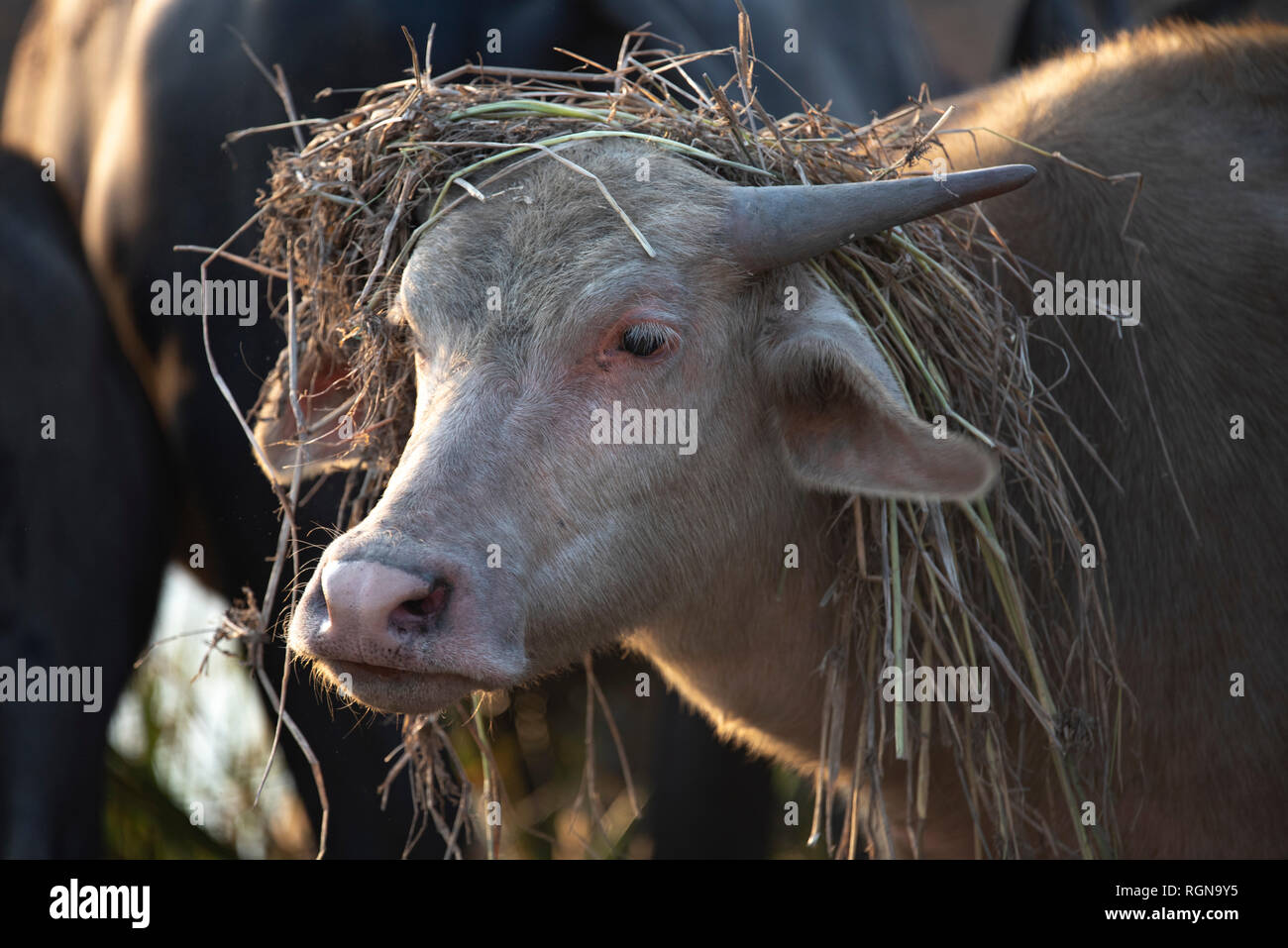 water buffalo, farm animals Stock Photo - Alamy