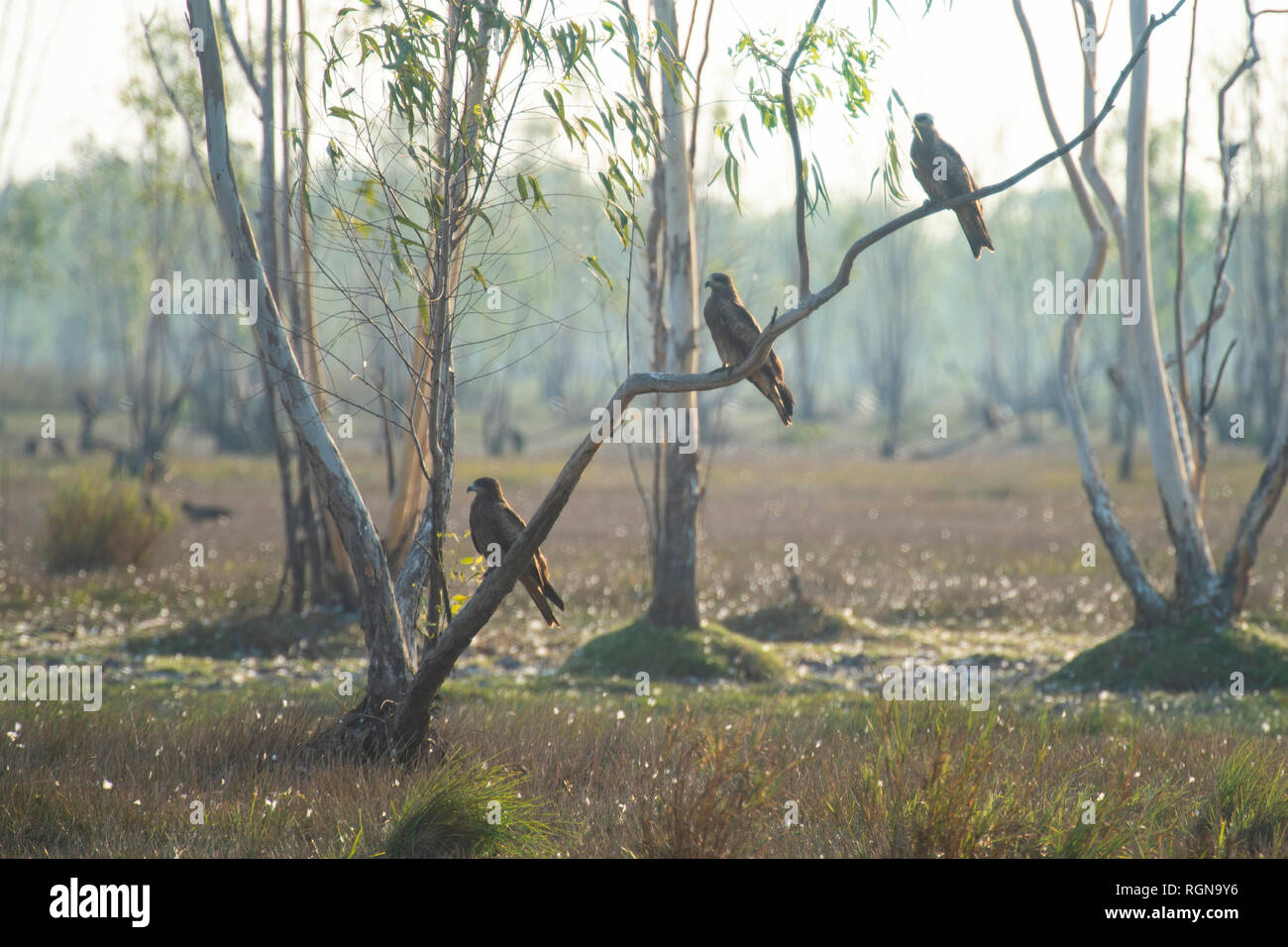 Hawk hunting flock birds hi-res stock photography and images - Alamy