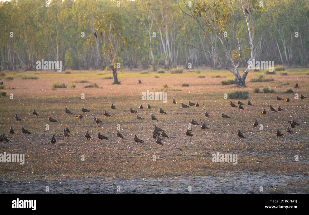 Flock birds hawk blue hi-res stock photography and images - Alamy
