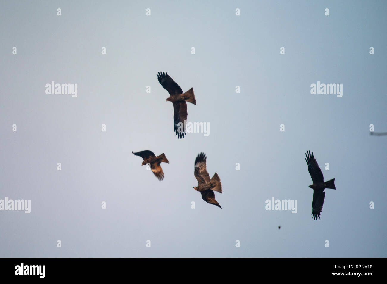 Flock of migratory hawk, Nakhonnayok Thailand Stock Photo - Alamy