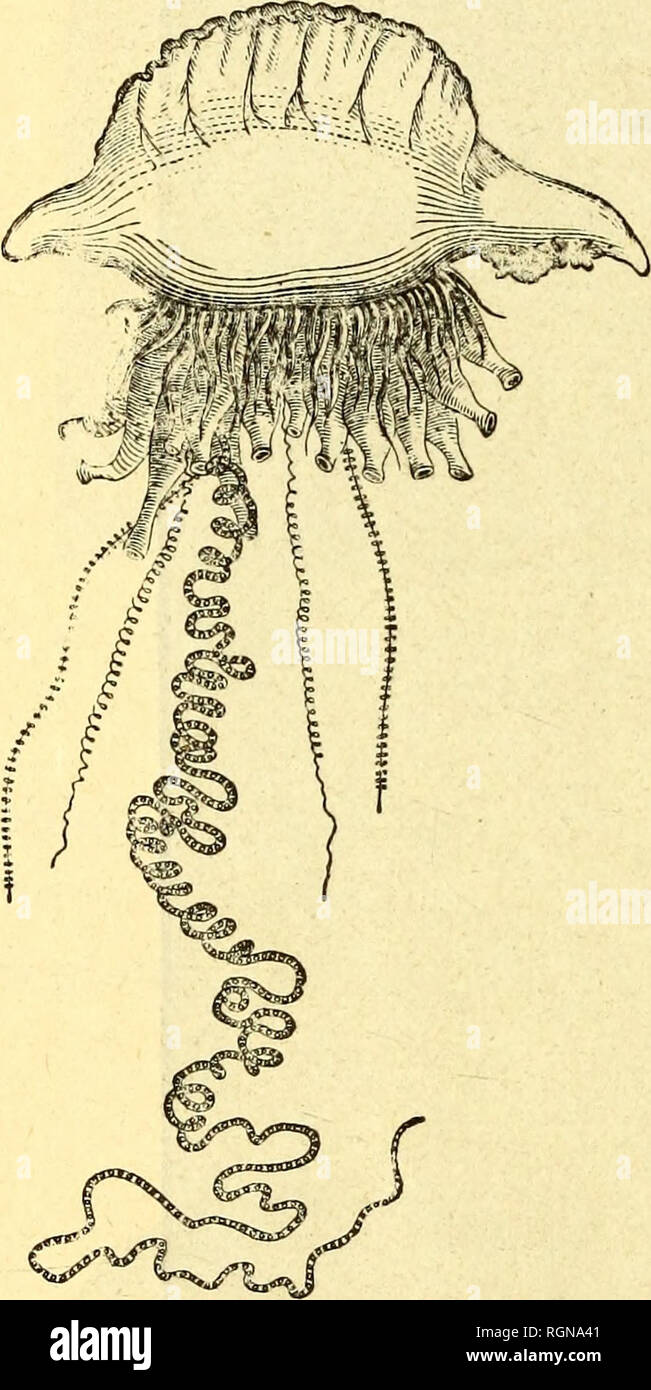 Cloches flottantes hi-res stock photography and images - Alamy
