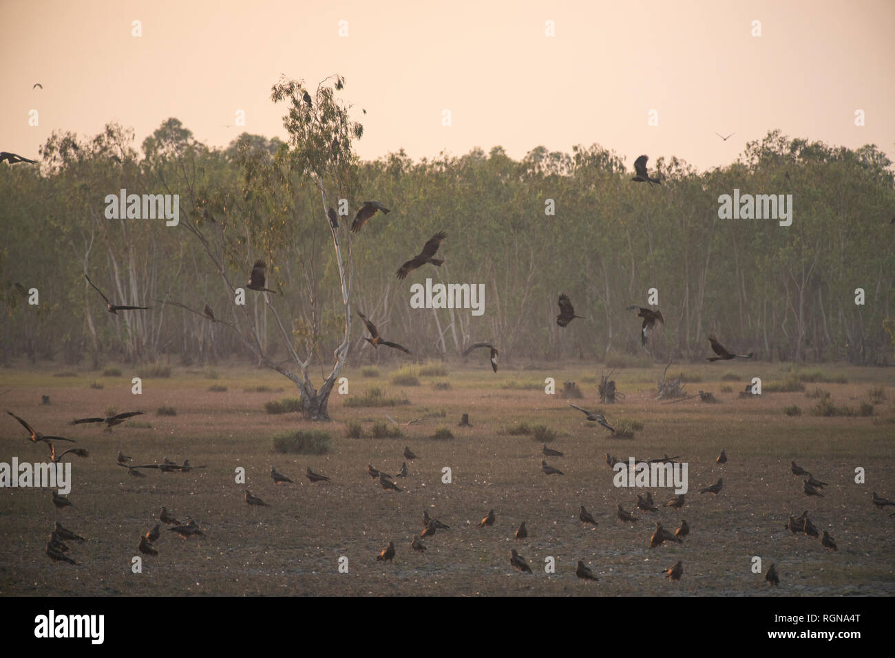 Flock of migratory hawk, Nakhonnayok Thailand Stock Photo - Alamy