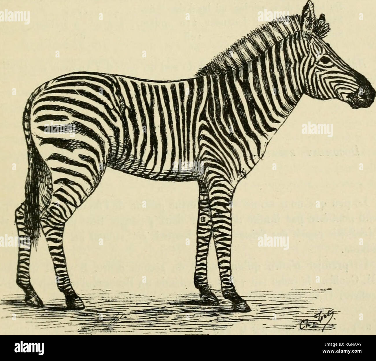 Bande noire sur la queue hi-res stock photography and images - Alamy