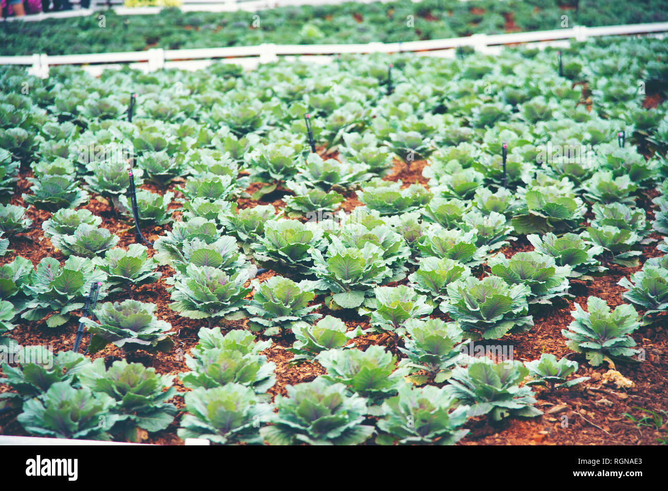 Good quality vegetables from modern farm cultivation Stock Photo - Alamy