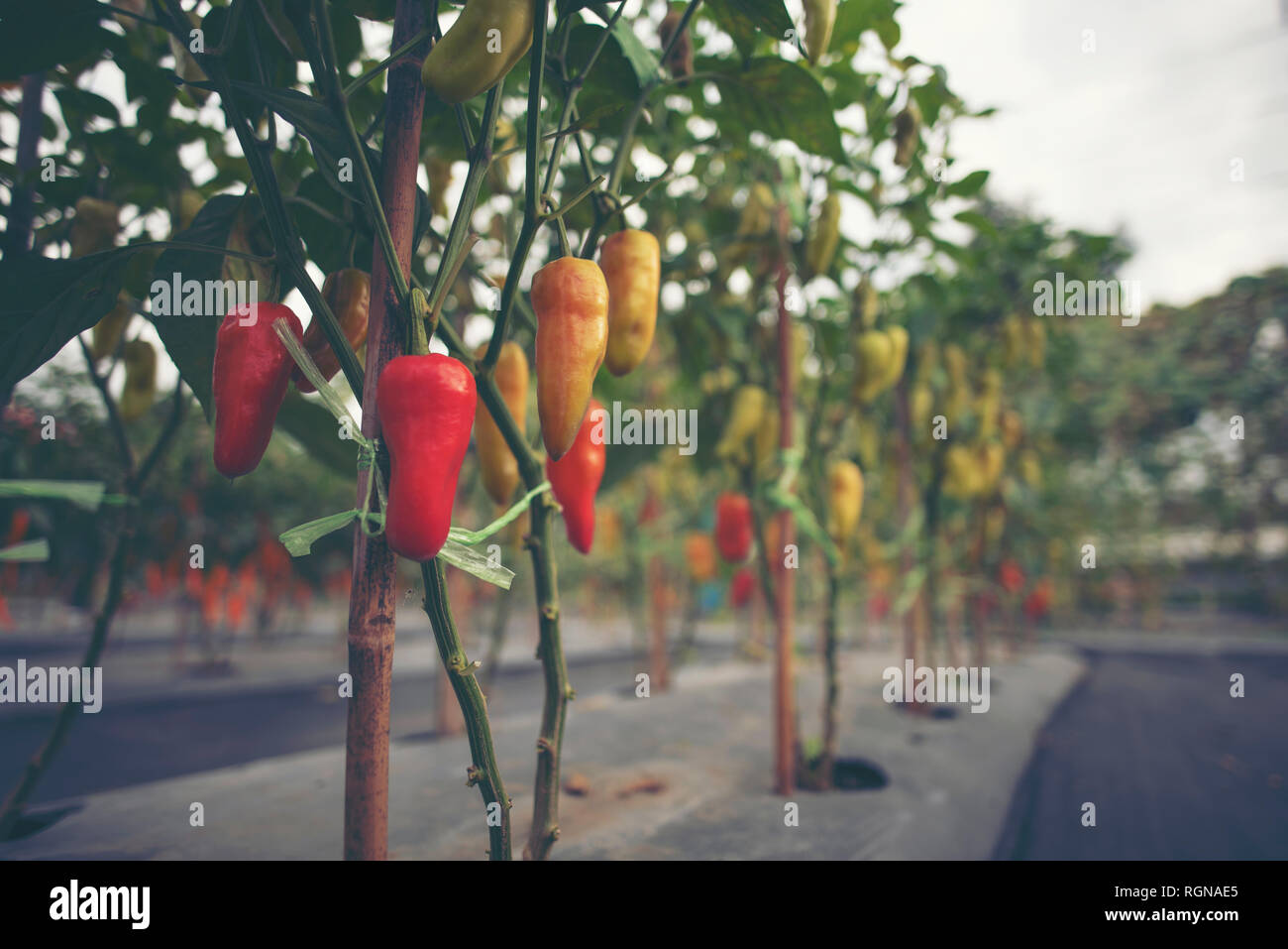 Garden plot vector hi-res stock photography and images - Alamy