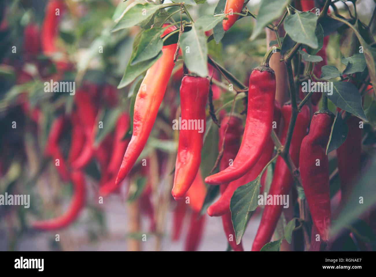 Capsaicin free hi-res stock photography and images - Alamy