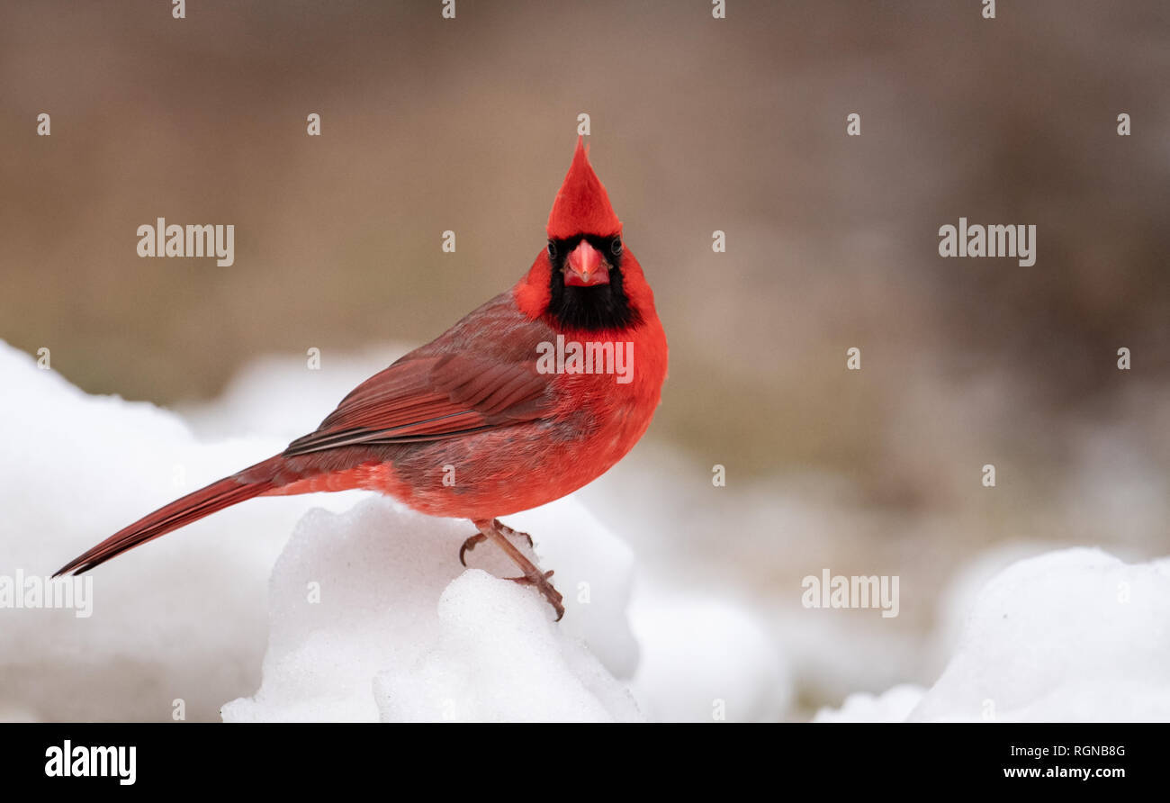 Cardinal Bird Flying High Resolution Stock Photography and Images - Alamy