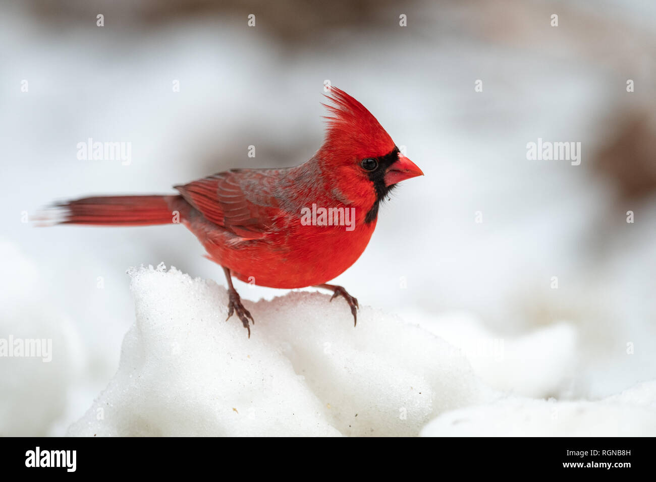 Common cardinal in snow hi-res stock photography and images - Alamy