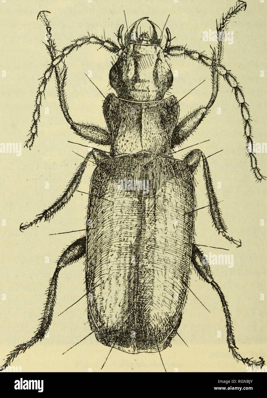 Campodea hi-res stock photography and images - Alamy