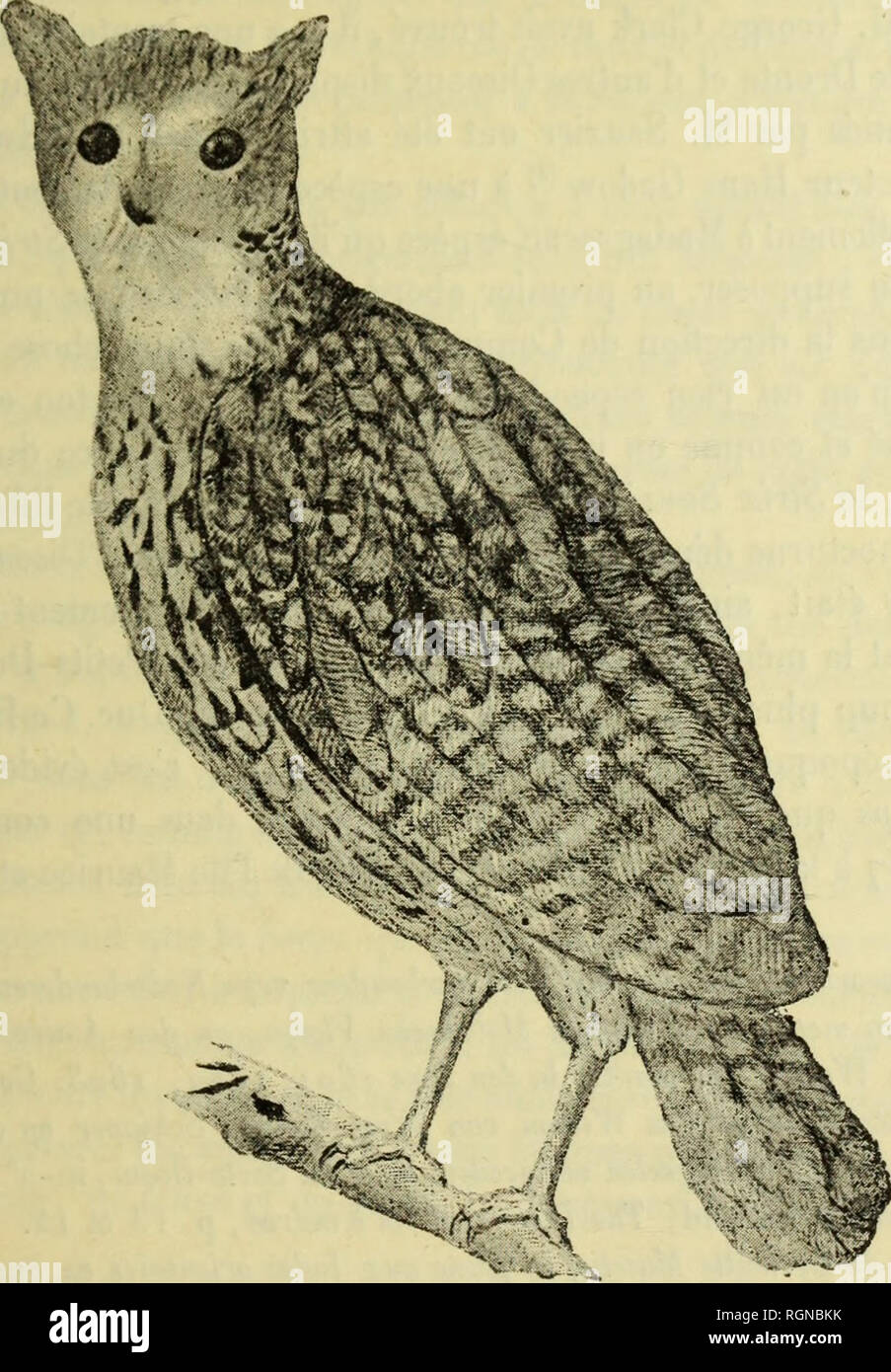 Torquis hi-res stock photography and images - Alamy