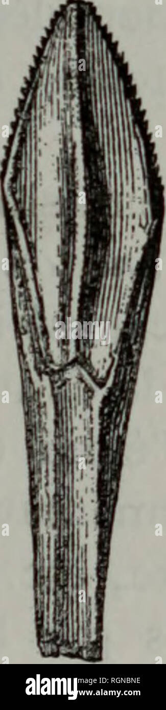 . Bulletin du Musée royal d'histoire naturelle de Belgique; Medeelingen ...