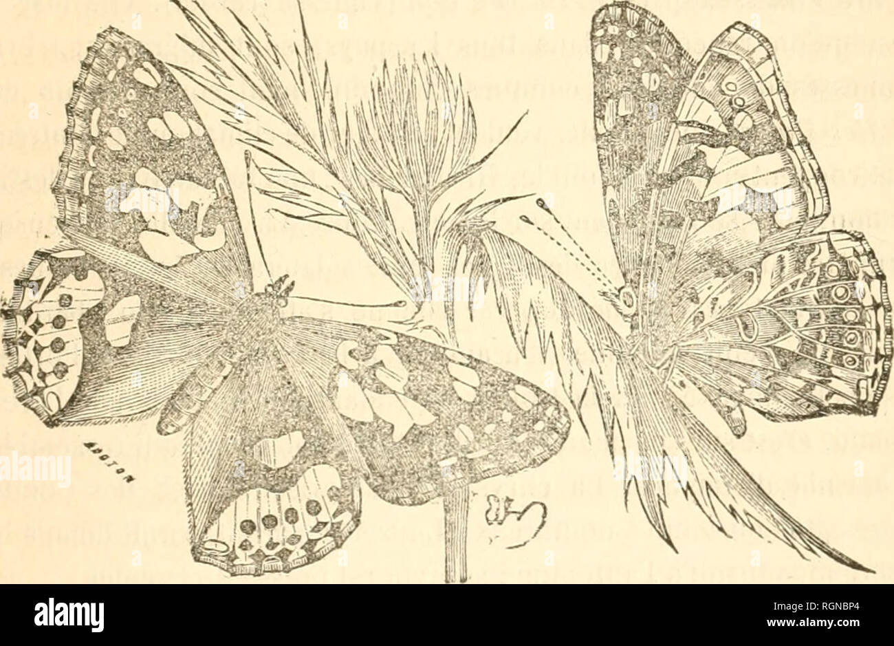 Papillons de maurice hi-res stock photography and images - Alamy