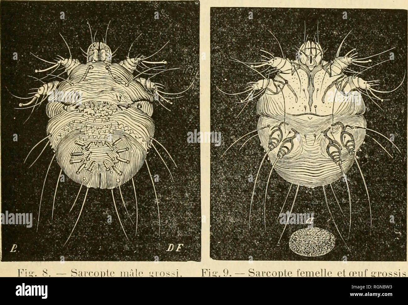 Les mites hi-res stock photography and images - Alamy