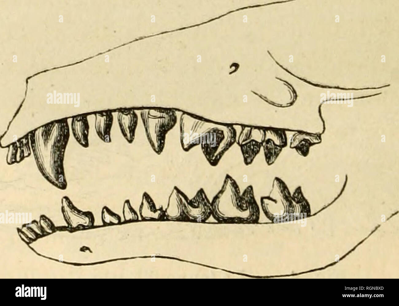 Corps trapu hi-res stock photography and images - Alamy