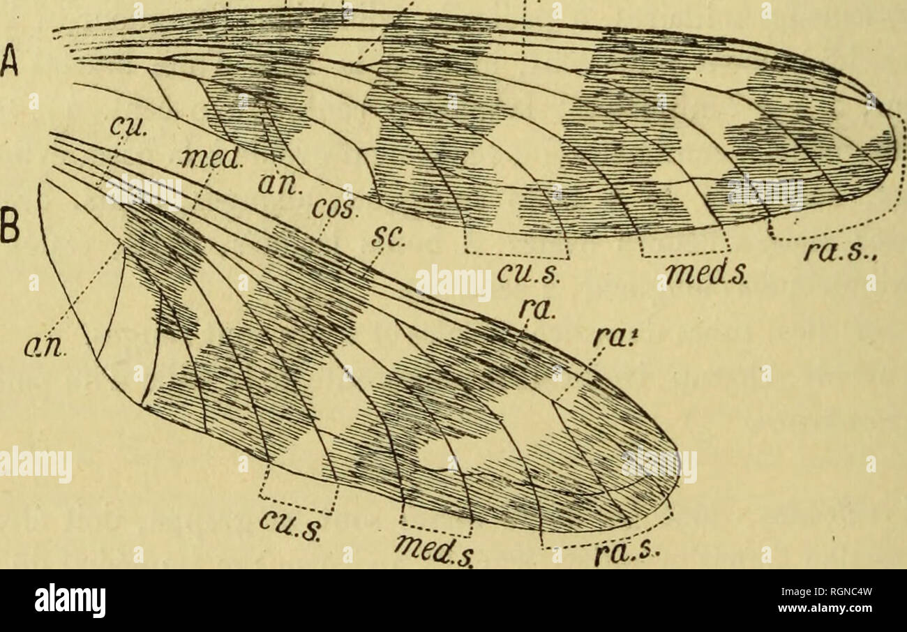 Ailes d'insectes hi-res stock photography and images - Alamy