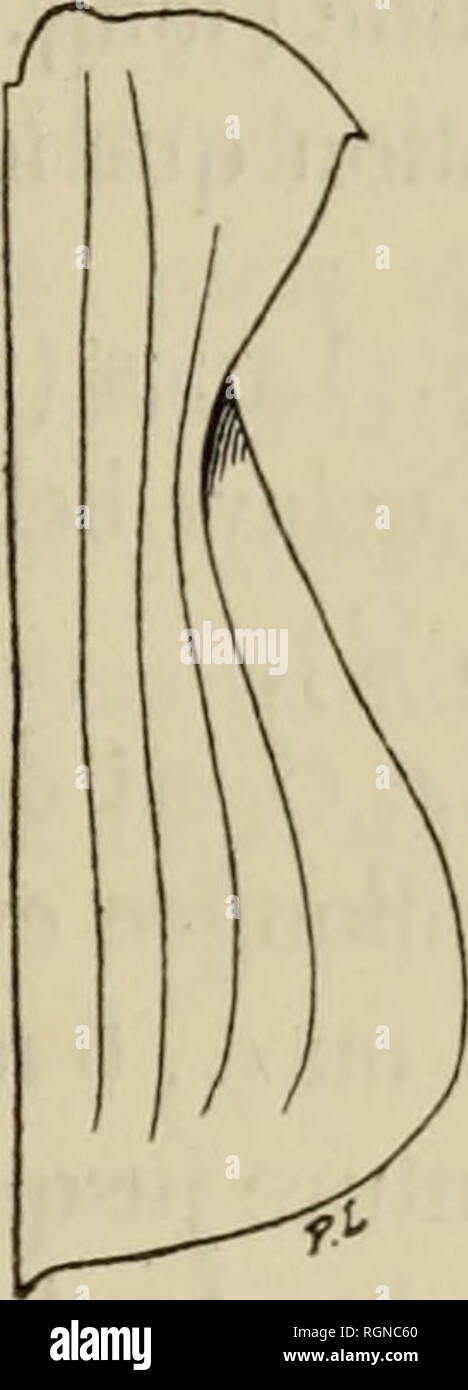 Lycus latissimus hi-res stock photography and images - Alamy